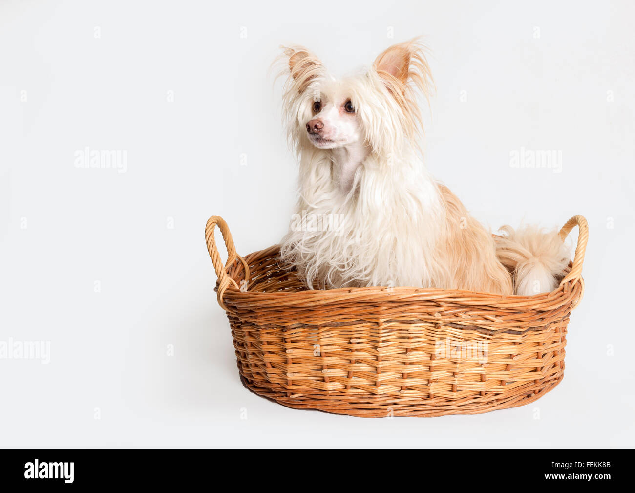 Chinese crested powder puff hi-res stock photography and images - Alamy