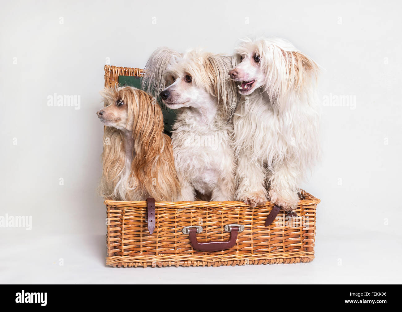 Three puffs hi-res stock photography and images - Alamy