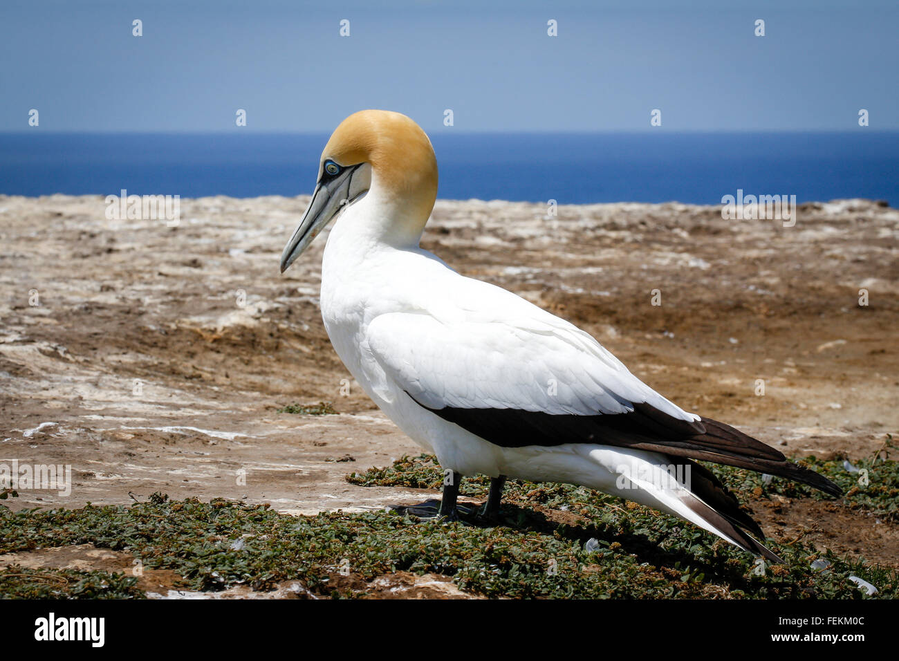 Gannet bird at rest Stock Photo - Alamy