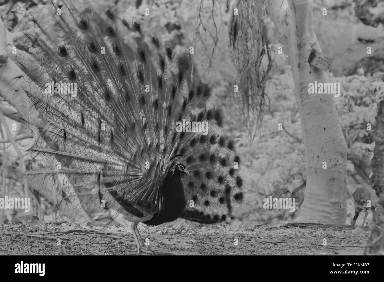 Mating display or dance of a male Indian peafowl's (Pavo cristatus) in ...