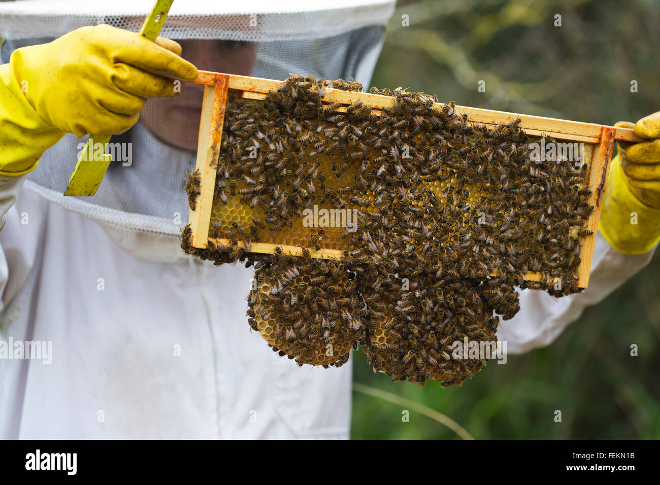 Bee keeper inspecting the brood Stock Photo - Alamy