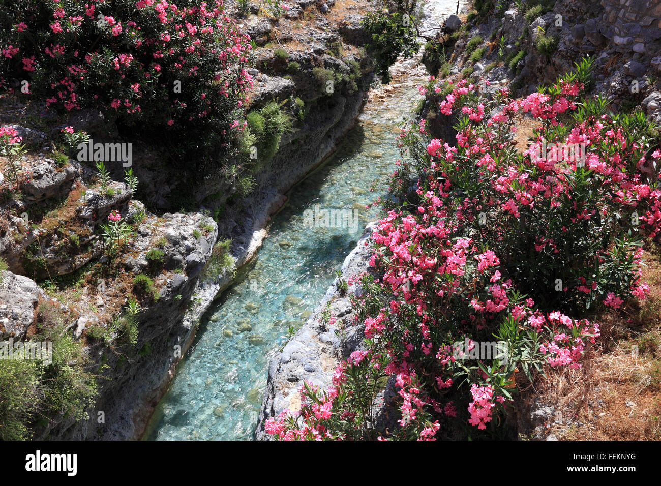 Blossoming rhododendron in a brook, Samaria gulch, Crete Stock Photo ...