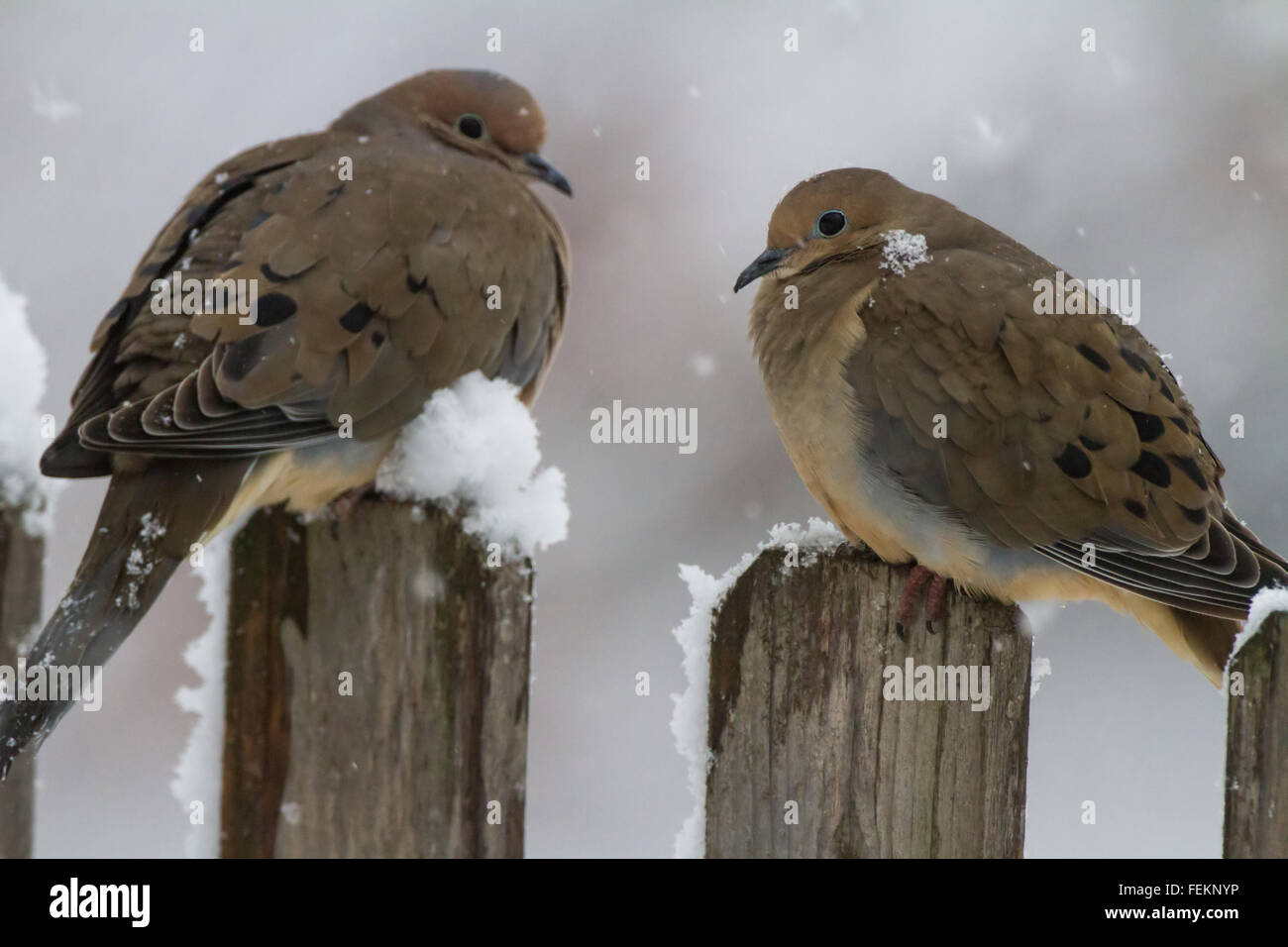 Mourning doves hi-res stock photography and images - Alamy Mourning doves hi-res stock photography and images - Alamy