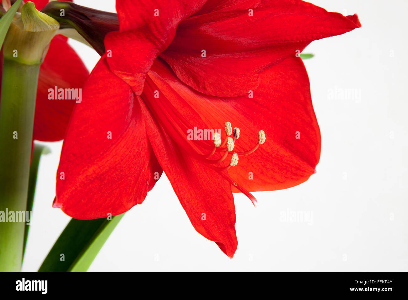 Bright Red Amaryllis pot Plant in full bloom Stock Photo - Alamy