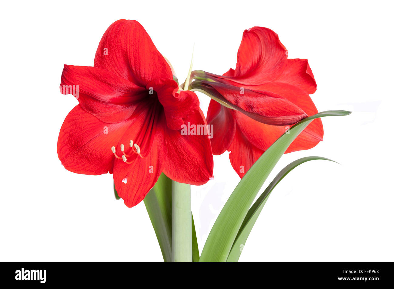 Amaryllis pot hi-res stock photography and images - Alamy