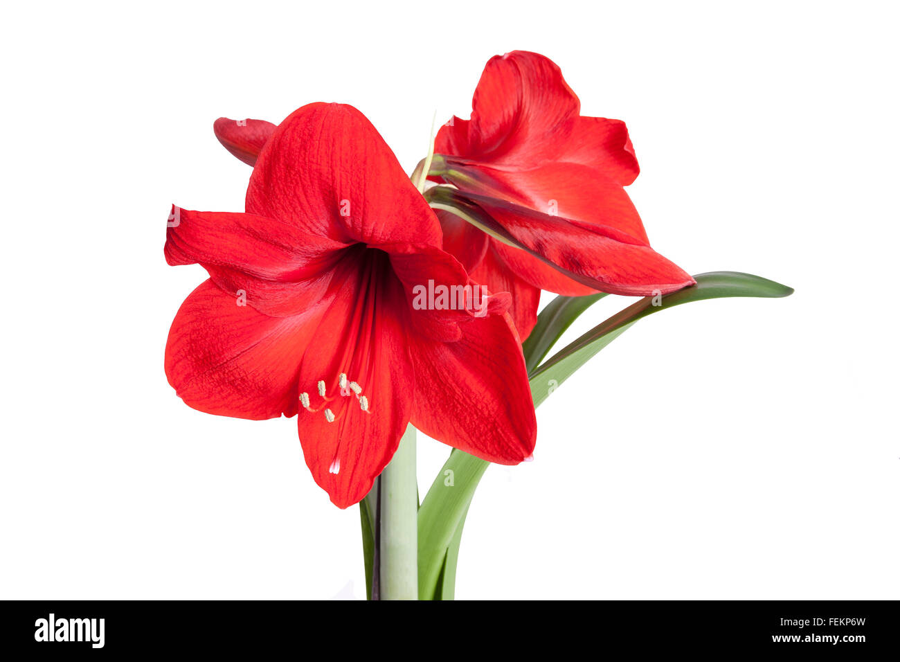Bright Red Amaryllis pot Plant in full bloom Stock Photo - Alamy