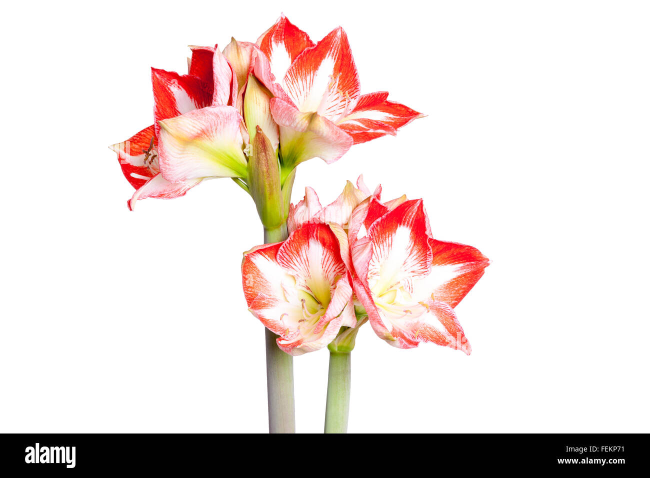 Amaryllis Minerva, indoor pot plant Stock Photo - Alamy