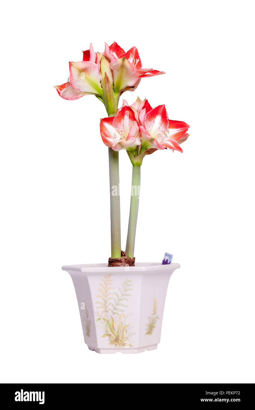 Amaryllis Minerva, indoor pot plant Stock Photo - Alamy