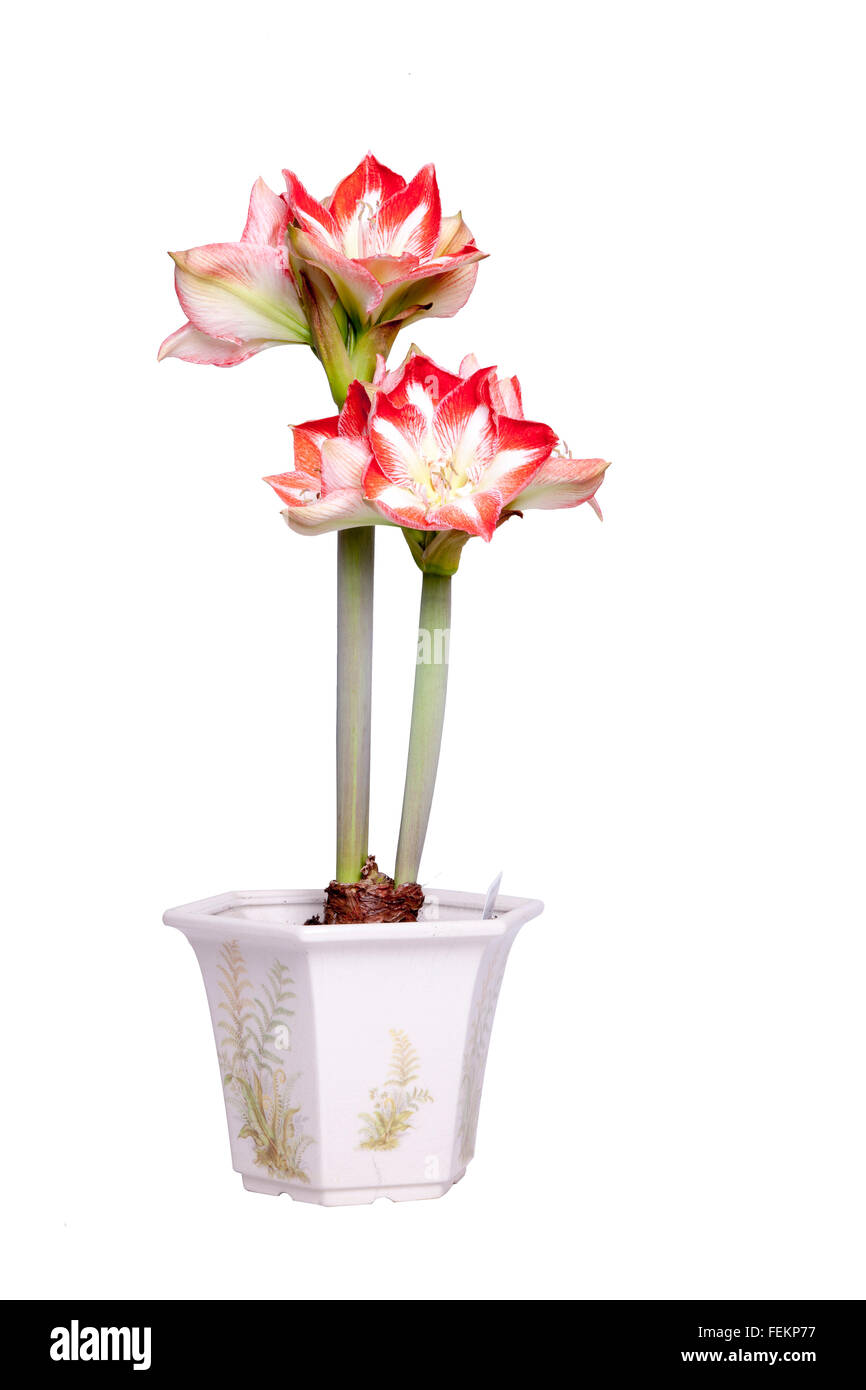 Amaryllis Minerva, indoor pot plant Stock Photo - Alamy