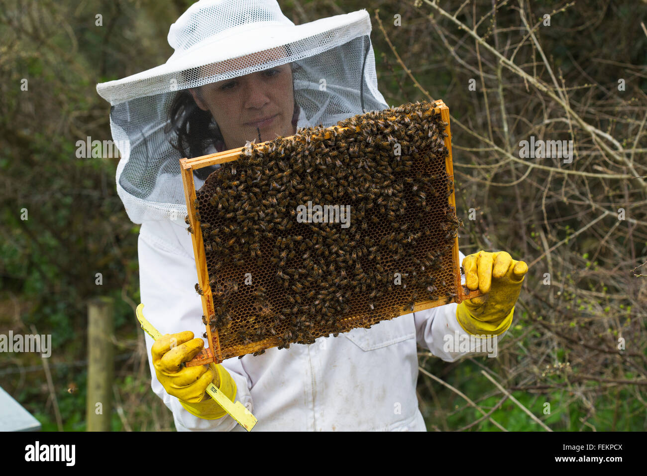 Bee keeper inspecting her bees Stock Photo - Alamy