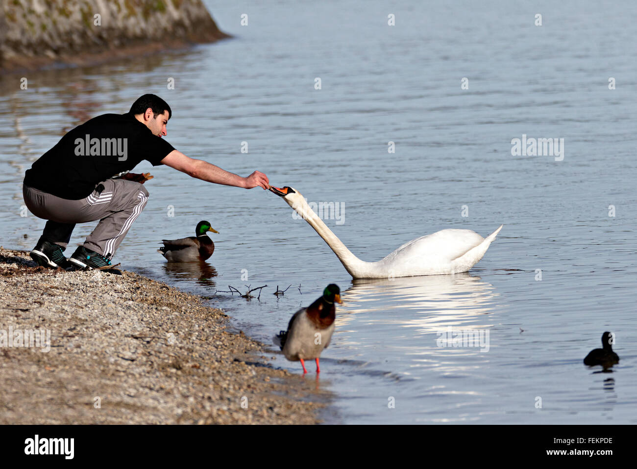 Man feeding ducks hi-res stock photography and images - Alamy