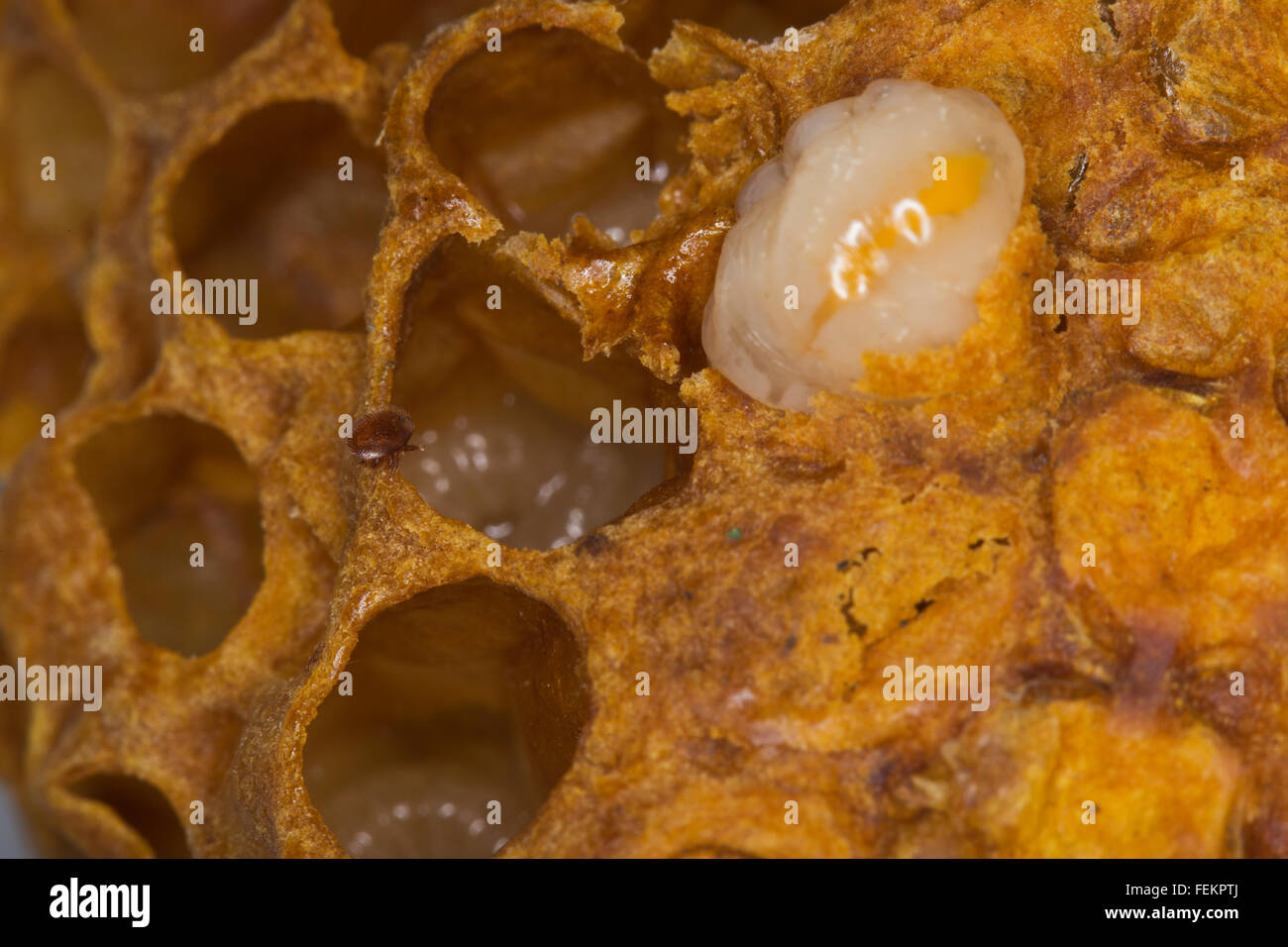 Varroa mite honey bee hi-res stock photography and images - Alamy