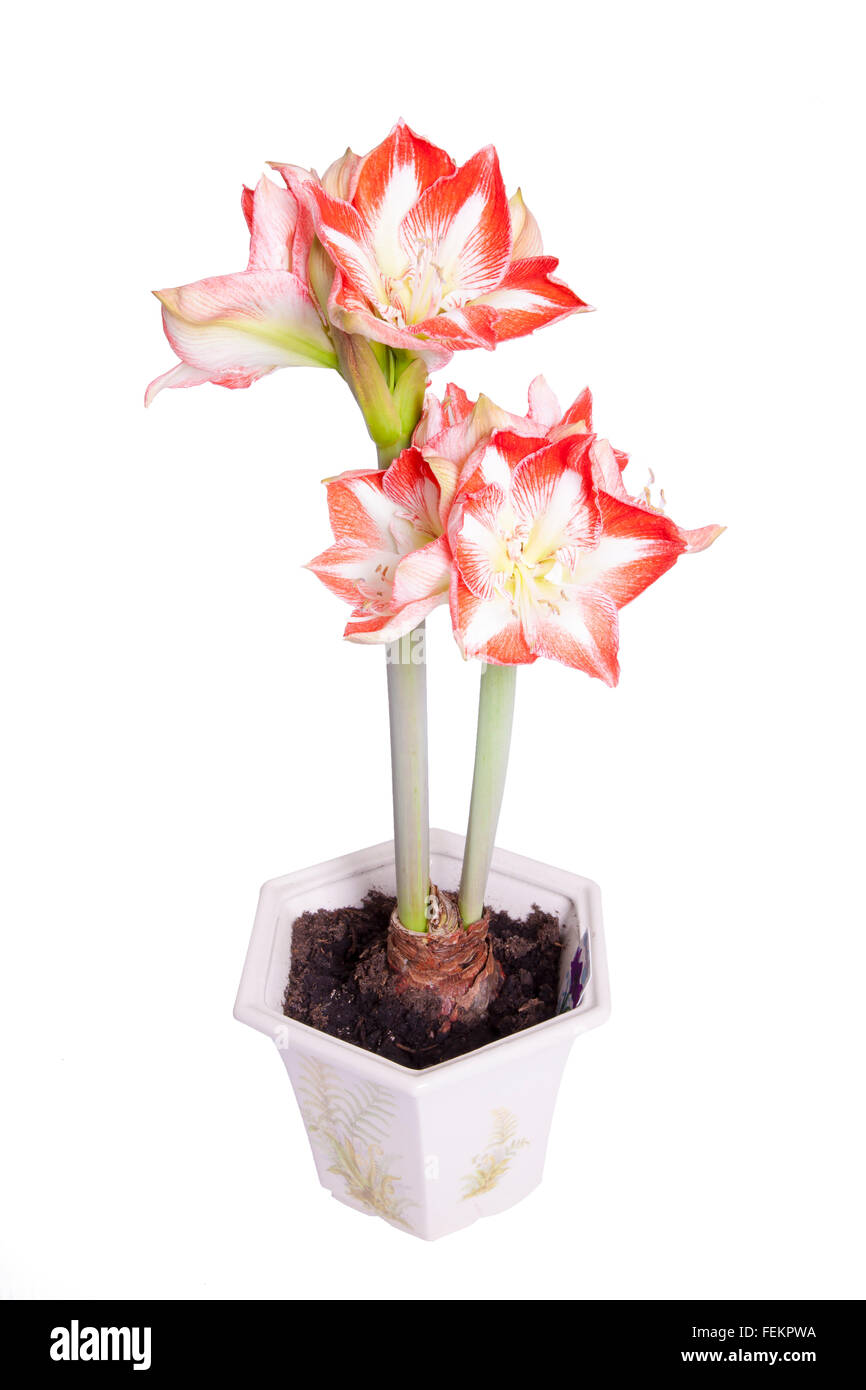 Amaryllis Minerva, indoor pot plant Stock Photo - Alamy