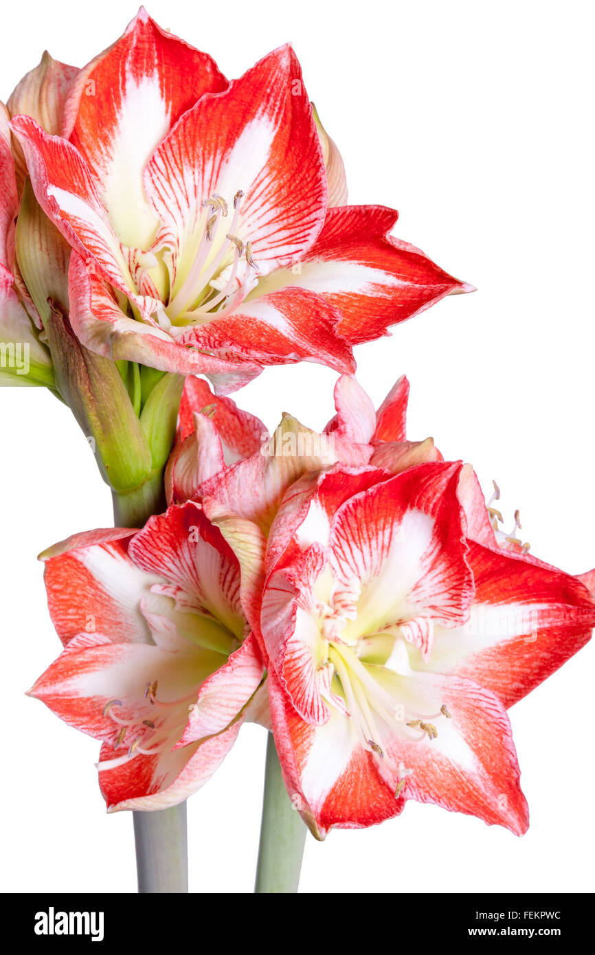 Amaryllis Minerva, indoor pot plant Stock Photo - Alamy