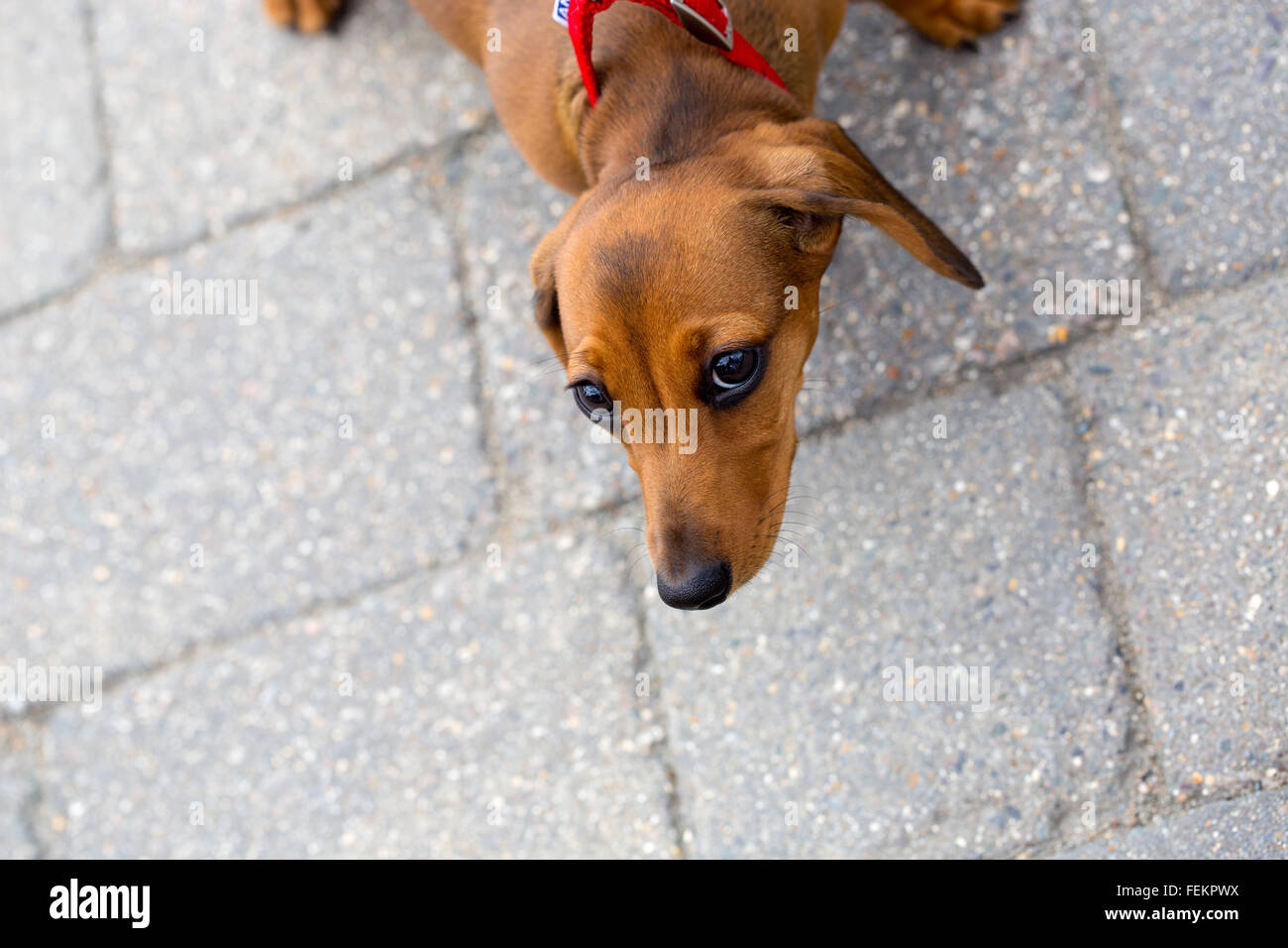The Dachshund the worried dog Stock Photo - Alamy