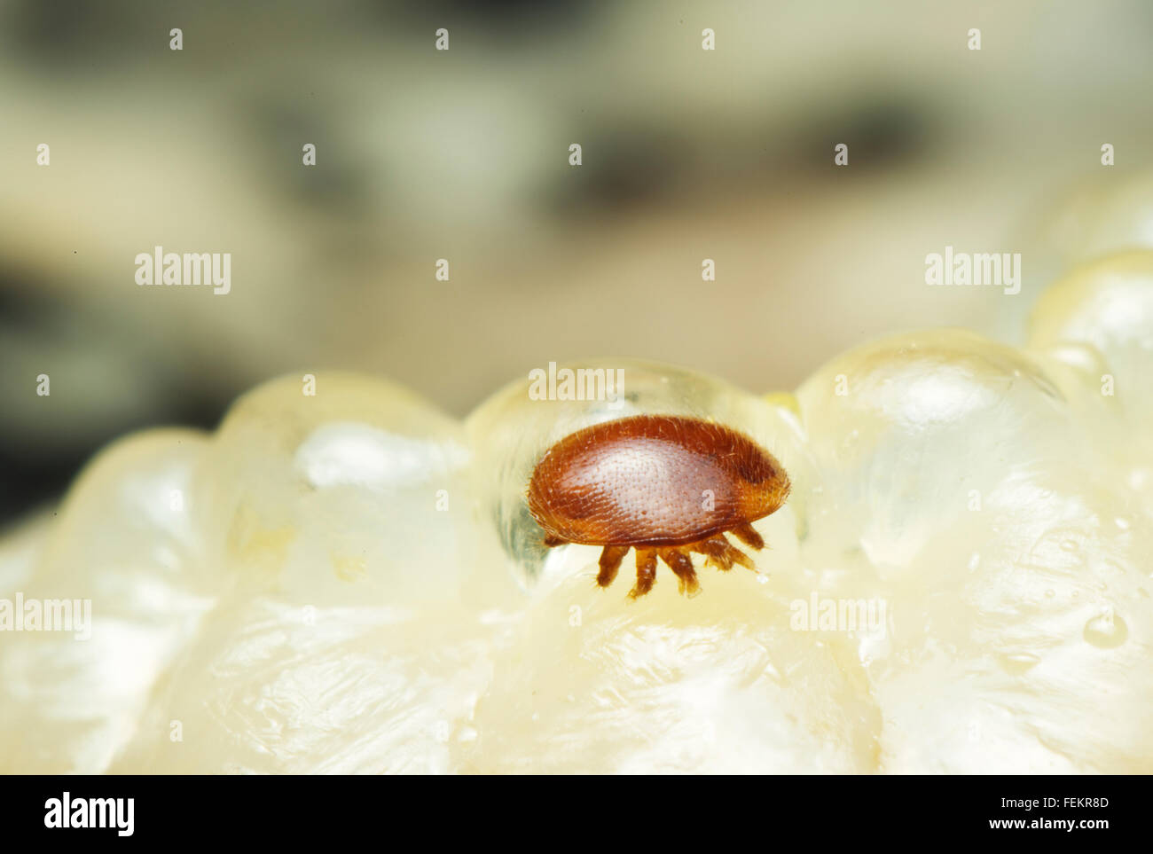 Varroa mite honey bee hi-res stock photography and images - Alamy