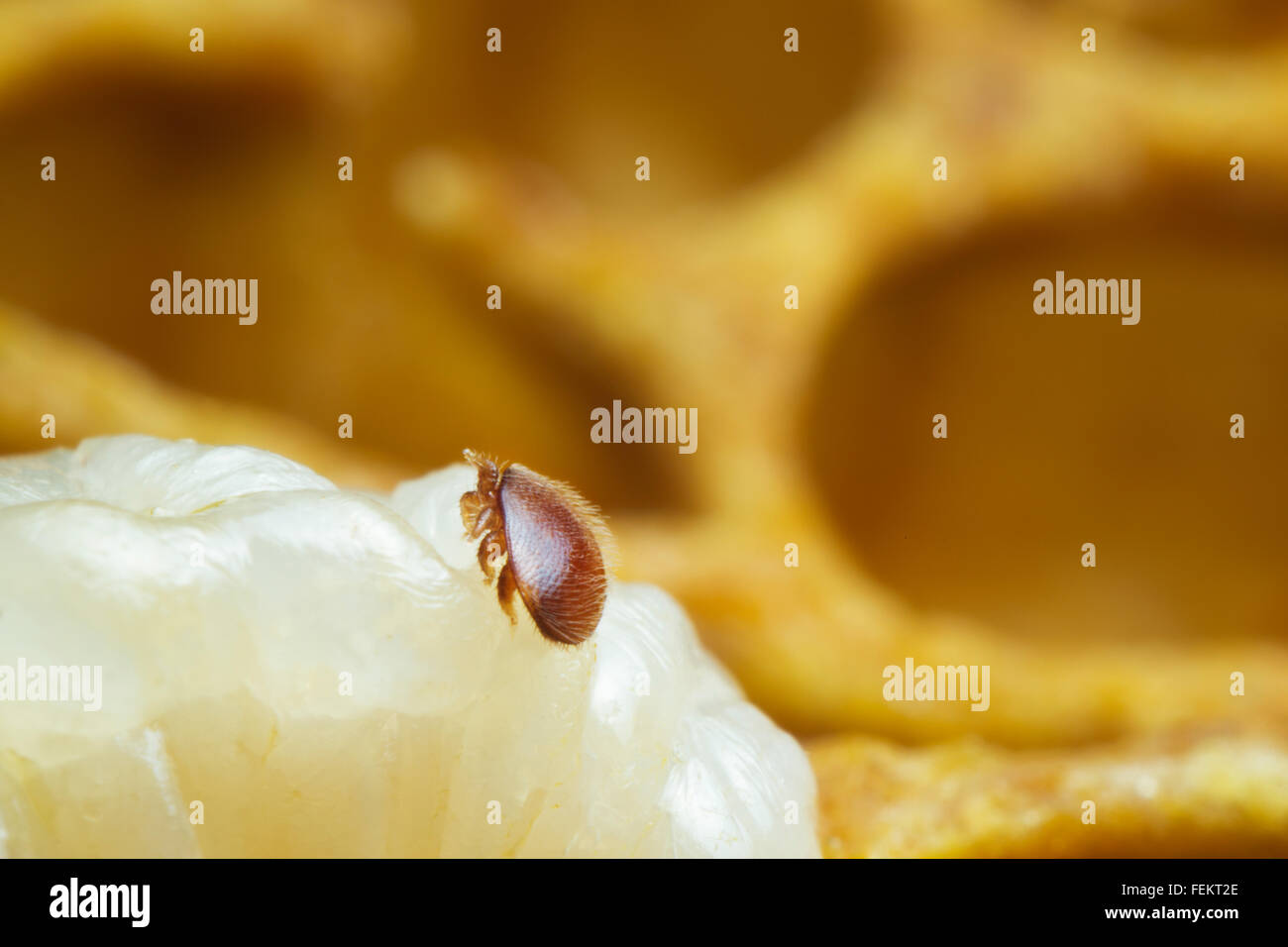 Varroa mite honey bee hi-res stock photography and images - Alamy