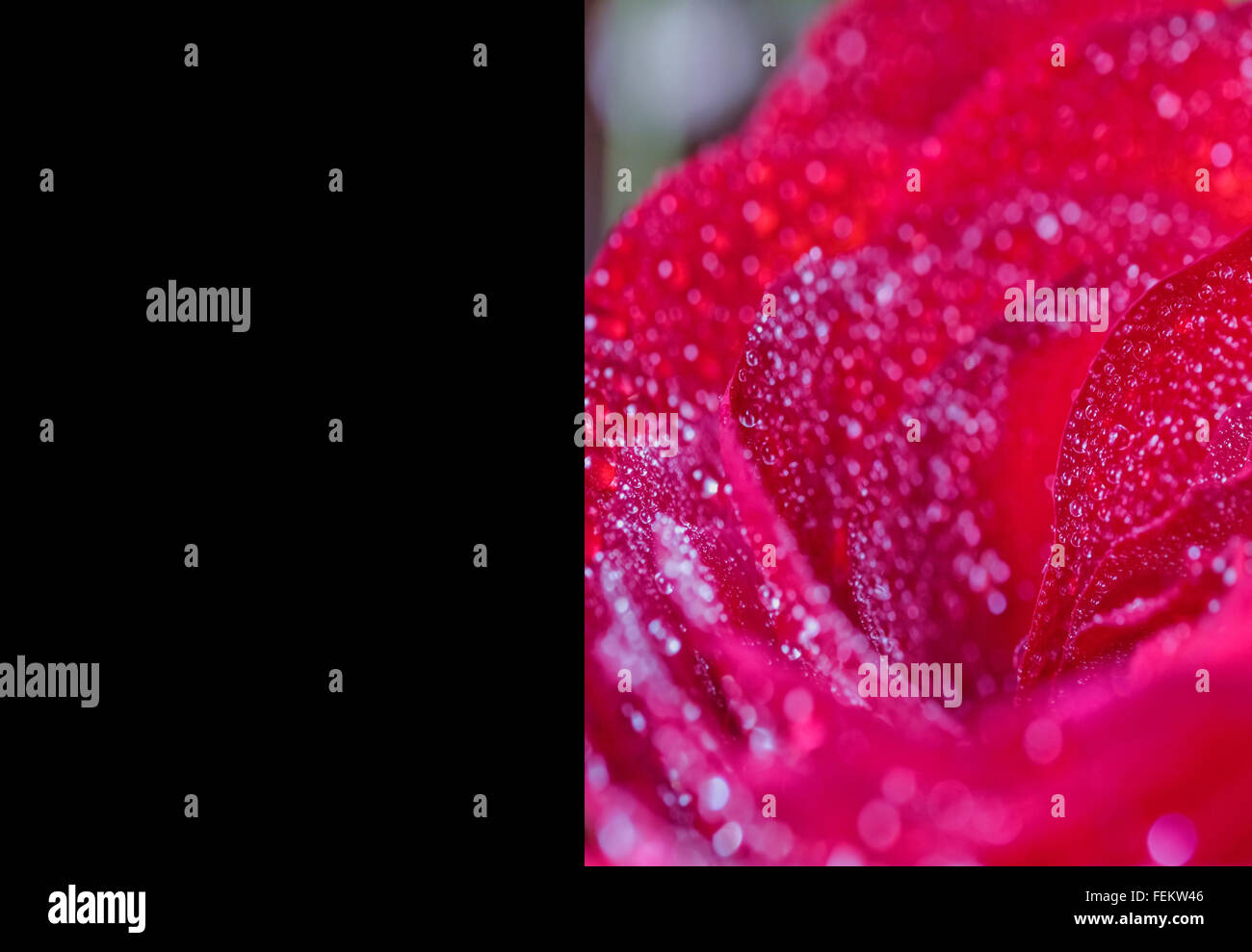 Black rectangle and red rose with drops on one photo Stock Photo - Alamy