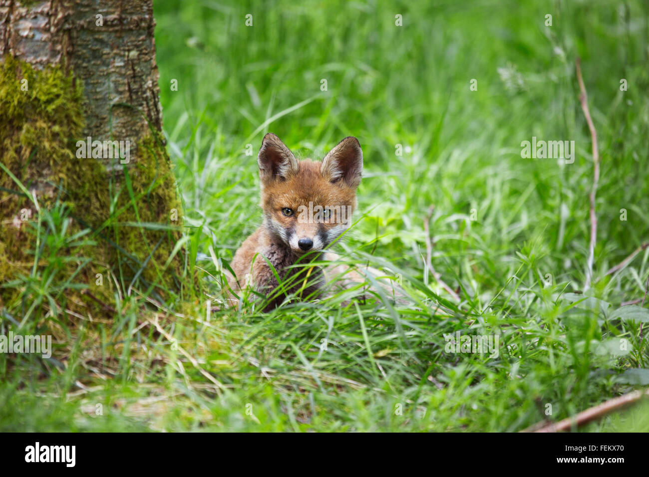 British fox cub hi-res stock photography and images - Alamy