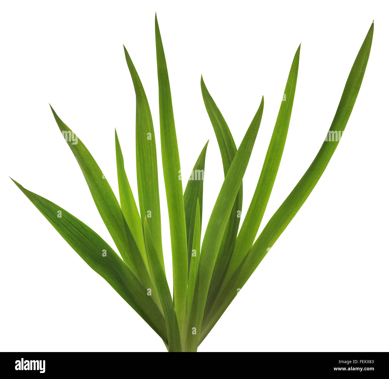 Spring fresh Iris floewr leaves isolated collage Stock Photo - Alamy