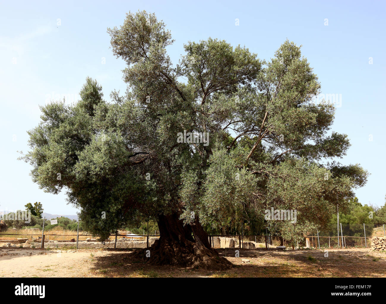 Single olive tree, Crete Stock Photo - Alamy