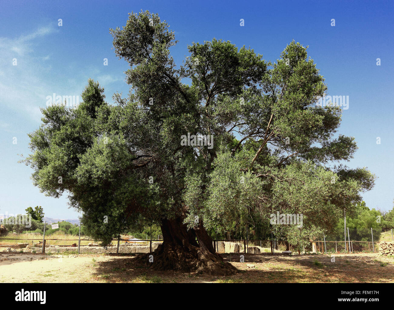 Single olive tree, Crete Stock Photo - Alamy