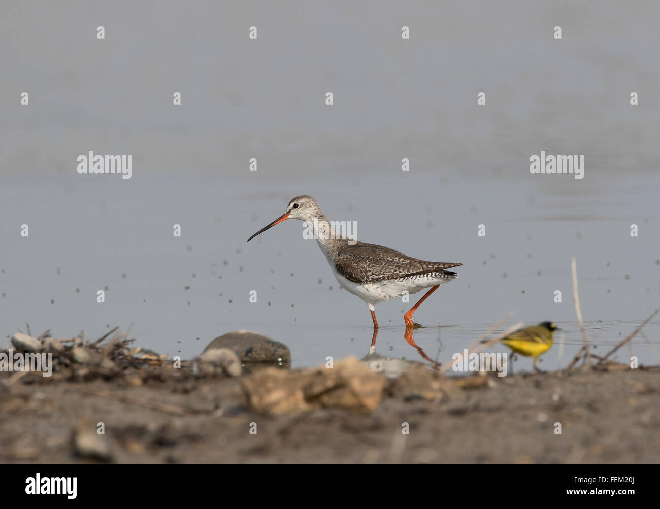 Ruff and spotted redshank hi-res stock photography and images - Alamy
