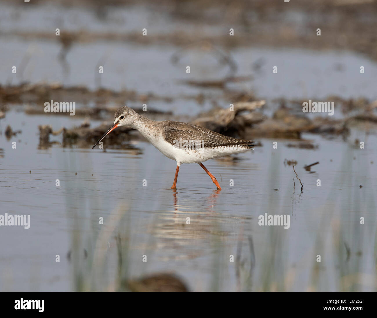 Spotted redshank adult winter Tringa erythropus feeding among ther ...