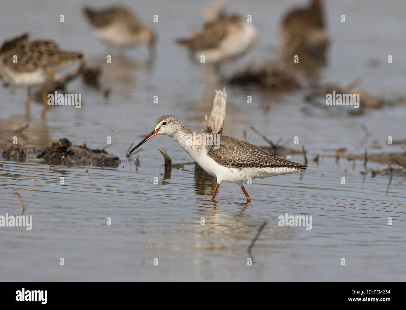 Adult winter spotted redshank hi-res stock photography and images - Alamy