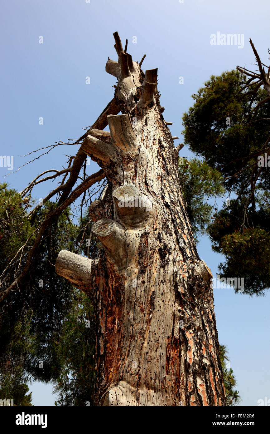 uncompleted and dead pine, from parasites strike Stock Photo - Alamy