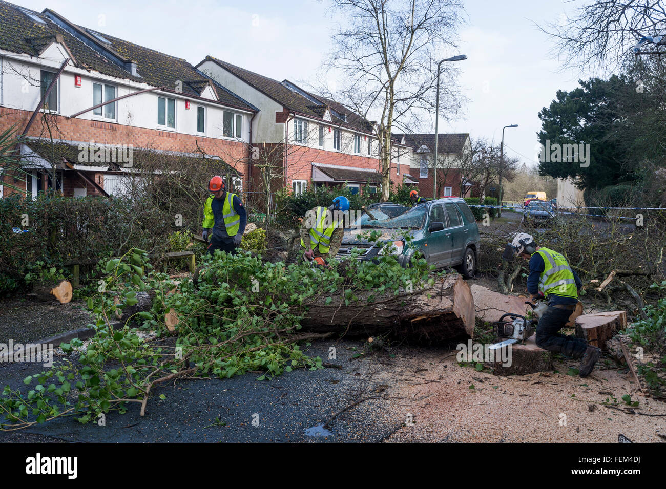 UK Weather: The clear-up begins of a tree blown over by Storm Imogen ...
