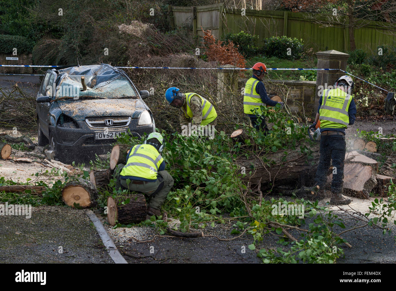UK Weather: The clear-up begins of a tree blown over by Storm Imogen ...