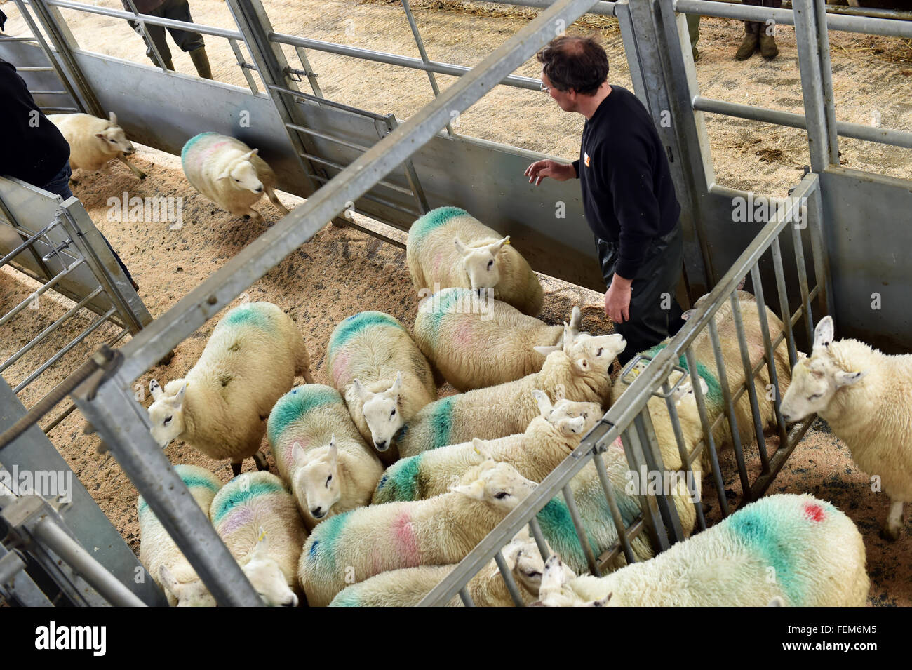 Animal pens hi-res stock photography and images - Alamy