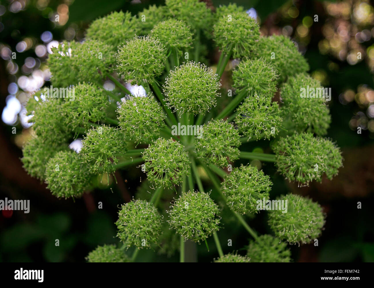Angelica plant hi-res stock photography and images - Alamy