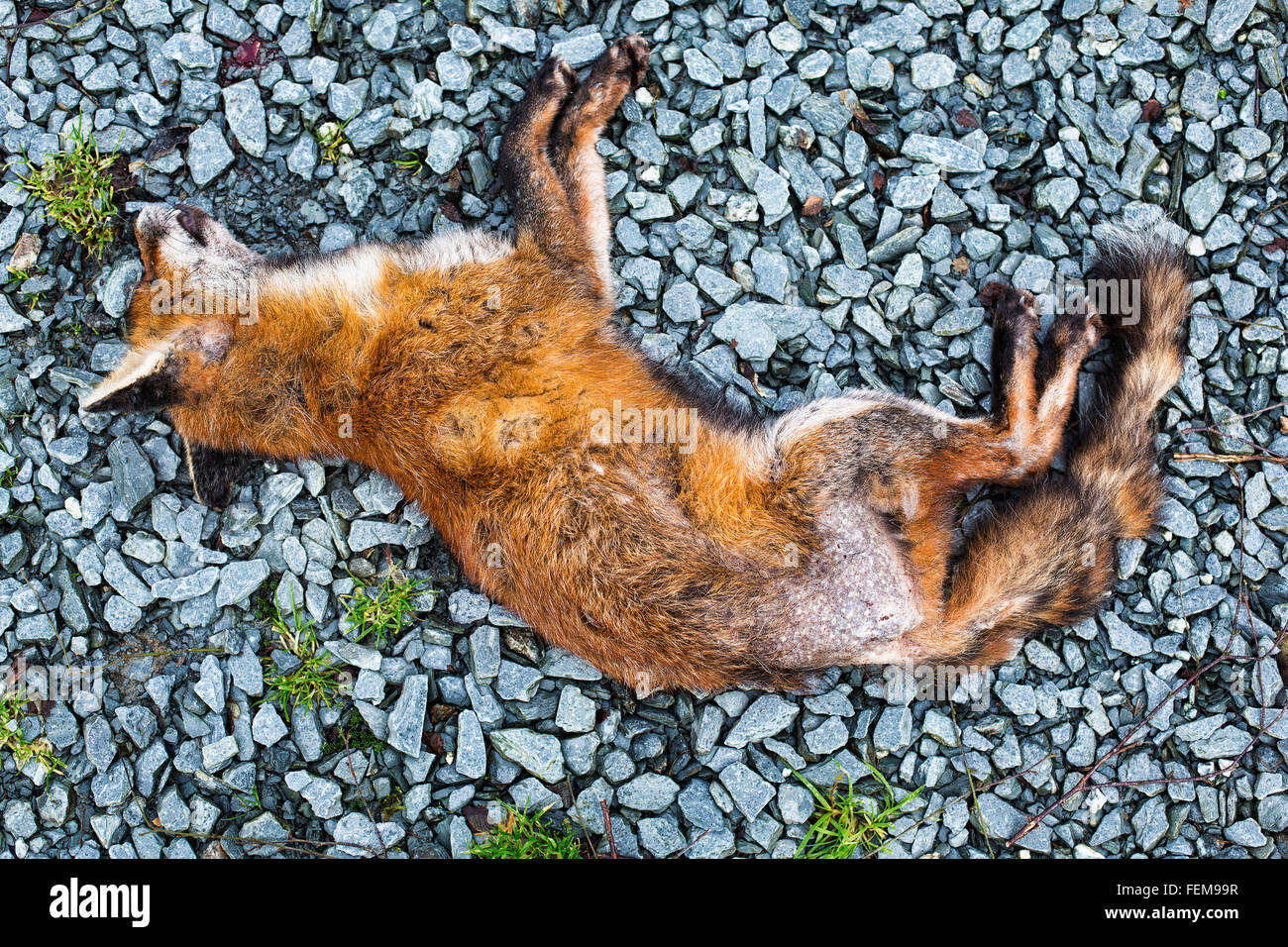 dead fox with mange Stock Photo - Alamy