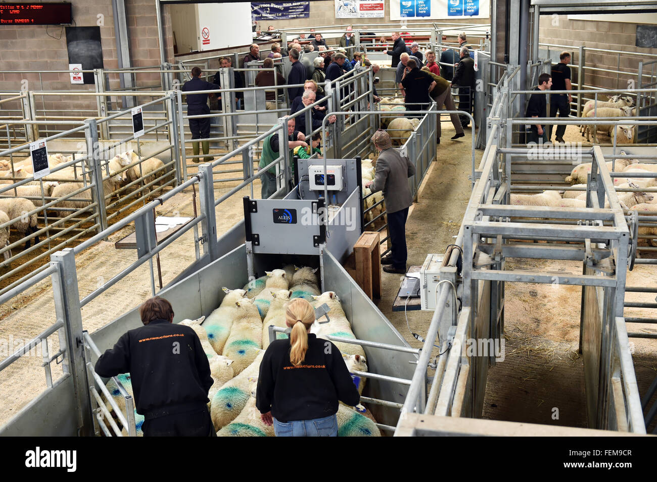 Sheep auction hi-res stock photography and images - Alamy