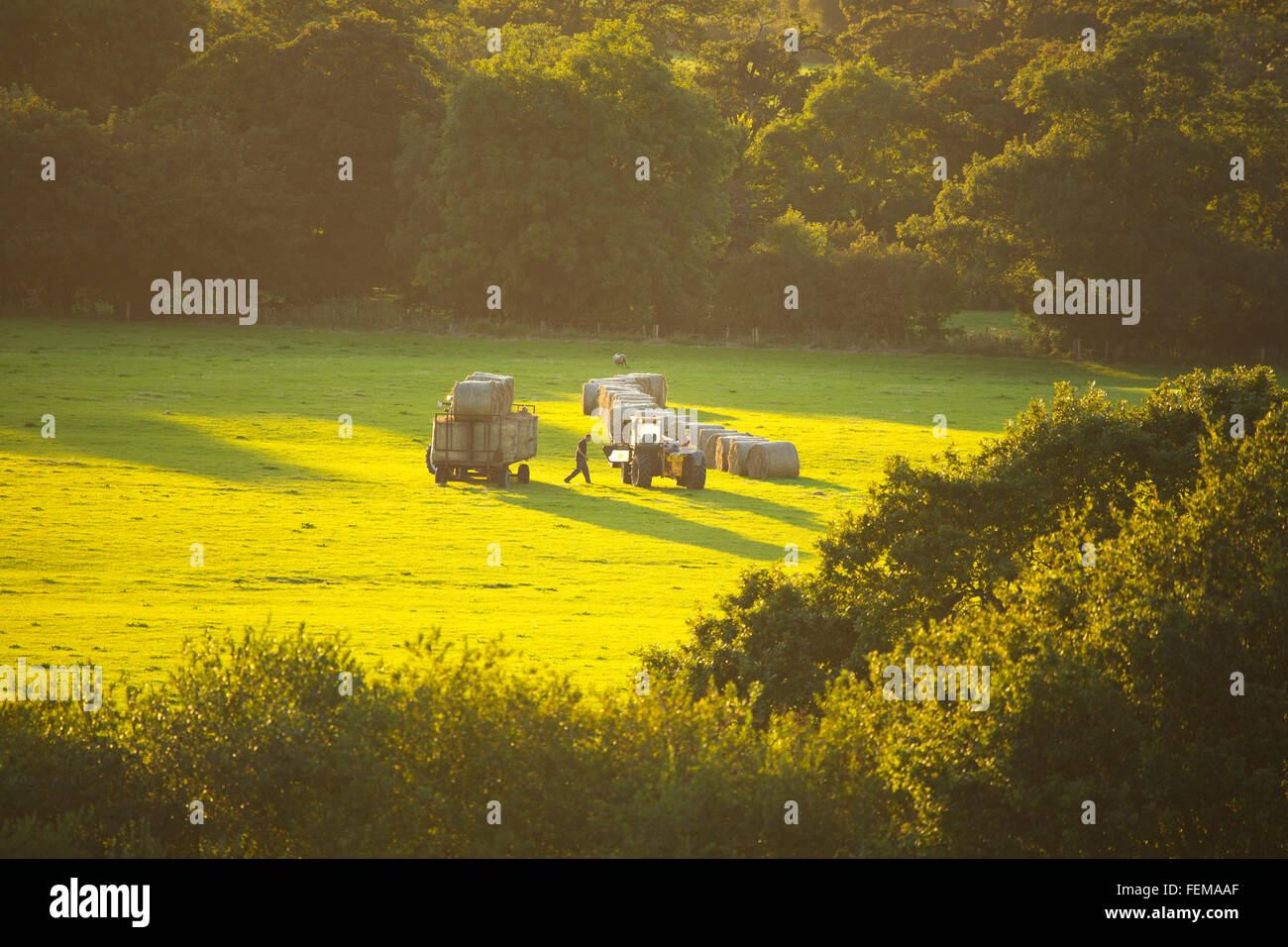 Agriculture tractors making hay bales hi-res stock photography and ...