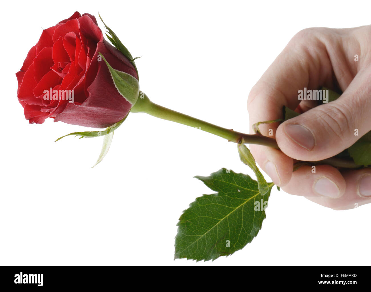 Handing A Rose High Resolution Stock Photography and Images - Alamy