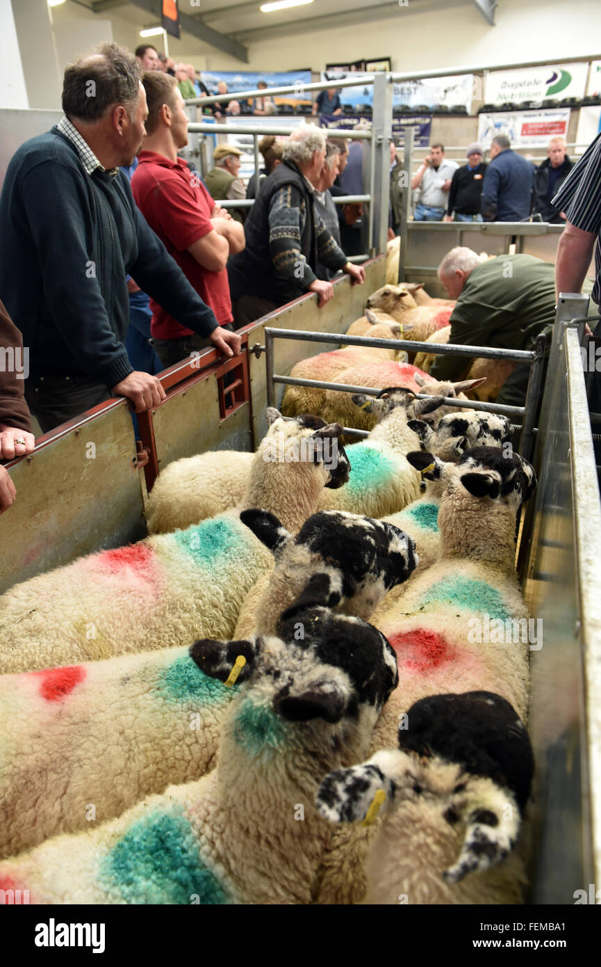 Sheep ready for auction wait in the pens, Kendal UK Stock Photo - Alamy