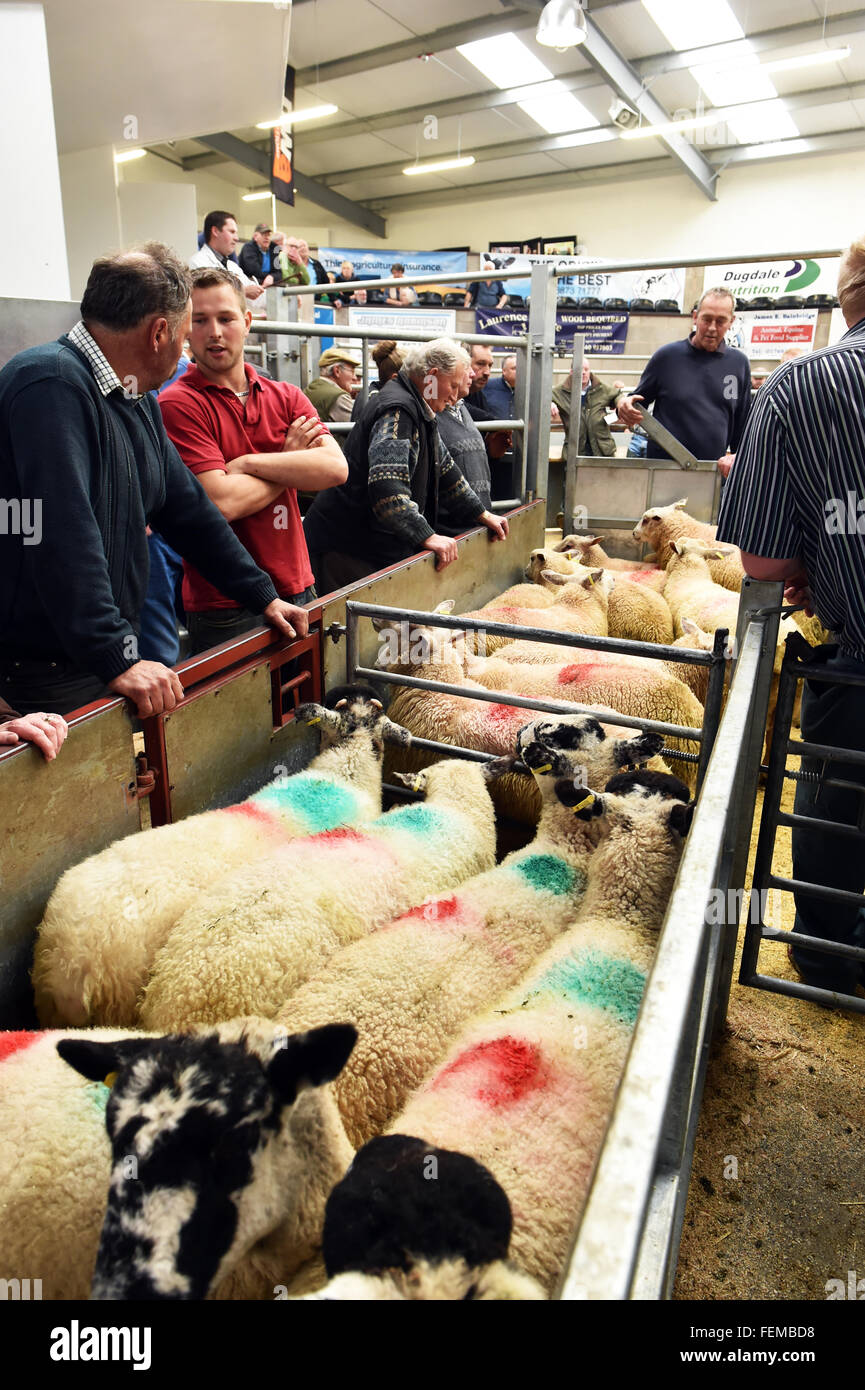 Farmers with Sheep ready for auction wait in the pens, Kendal UK Stock ...