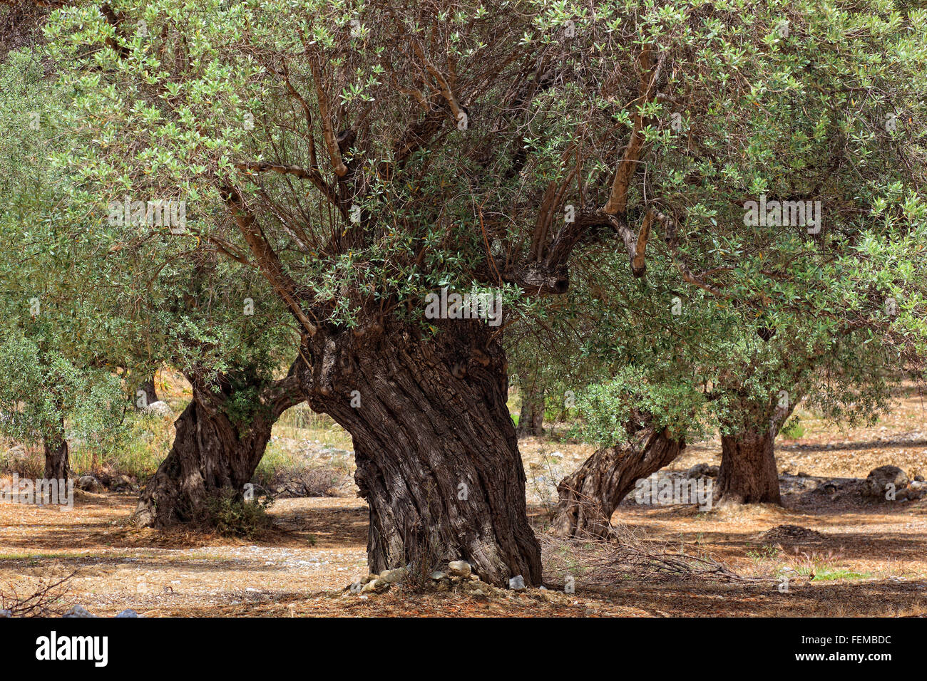 Crete, old olive trees Stock Photo - Alamy