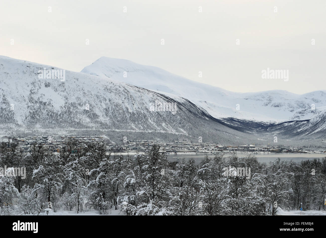snowy forest and tromsdalen mainland Stock Photo - Alamy