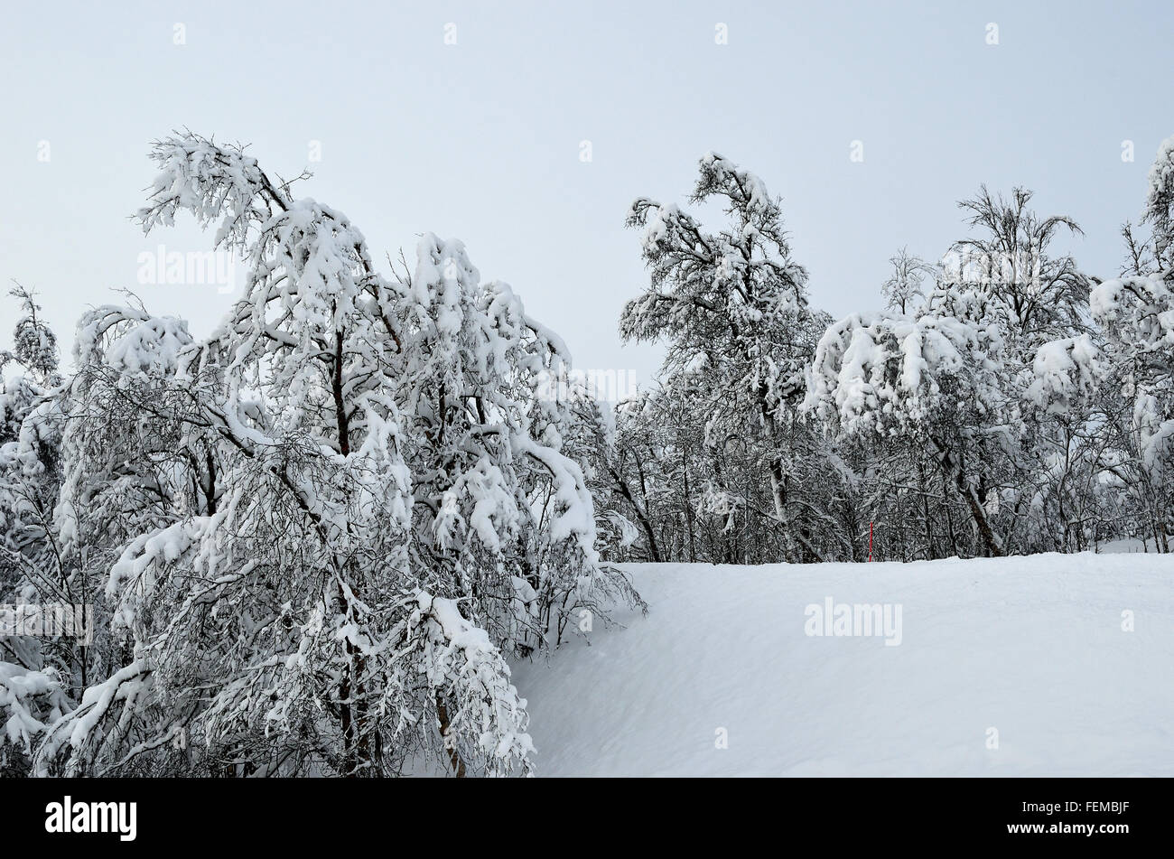 heavy snow on trees Stock Photo - Alamy