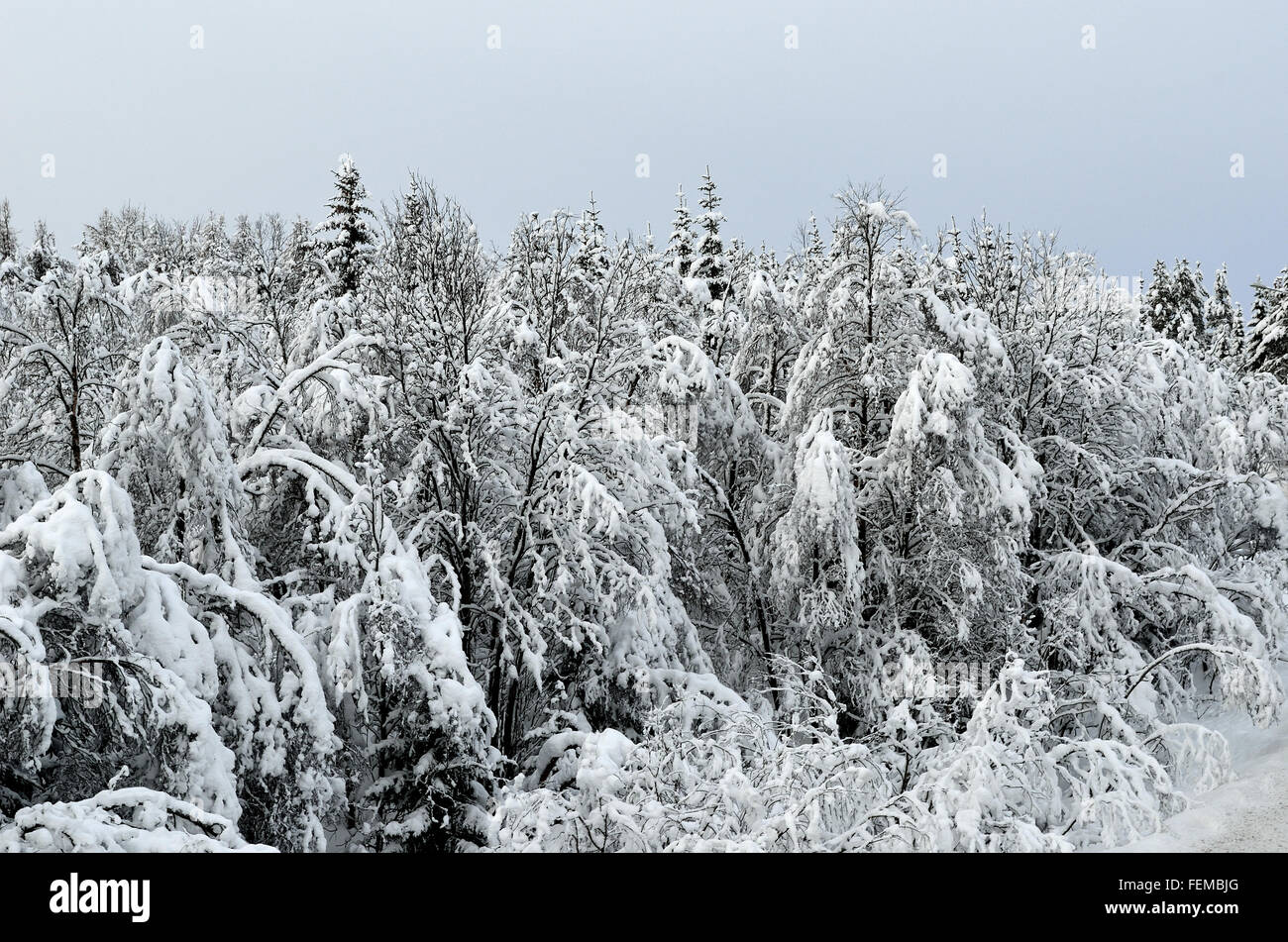 heavy snow on trees Stock Photo - Alamy