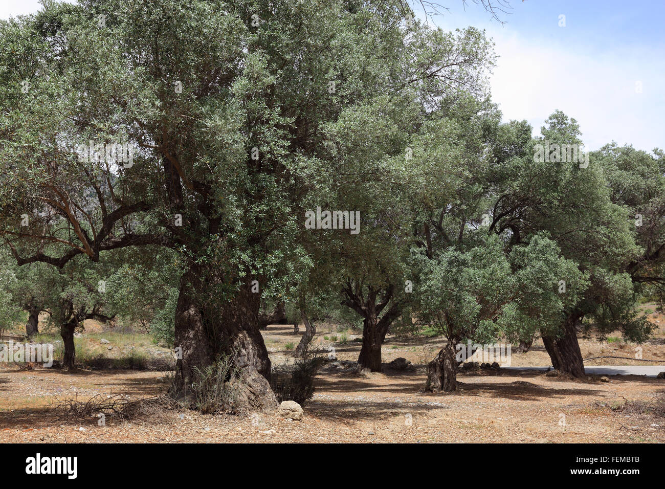 Olive tree old thick trunk hi-res stock photography and images - Alamy