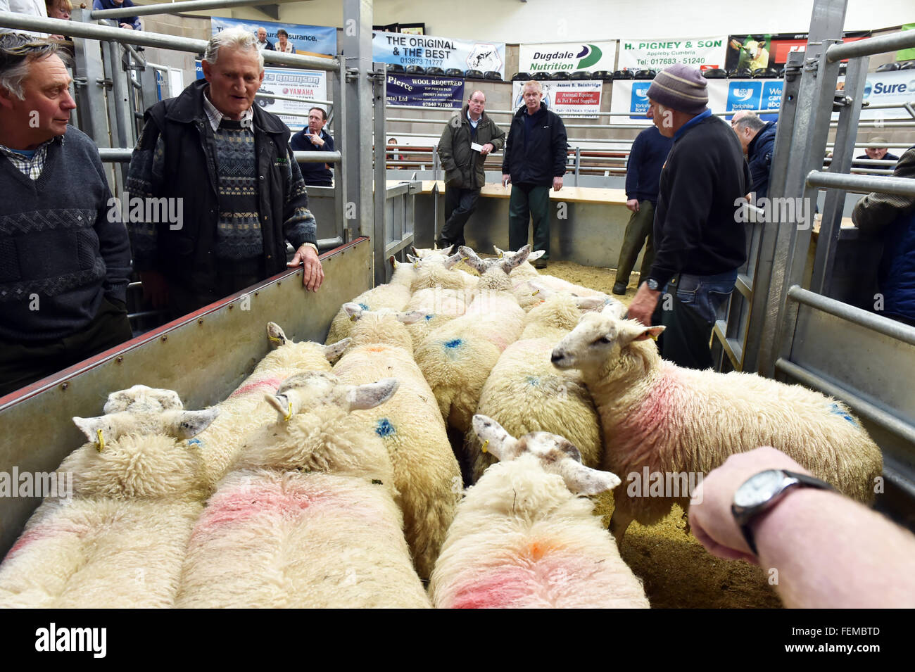 Farmers inspect Sheep ready for auction as they wait in the pens ...