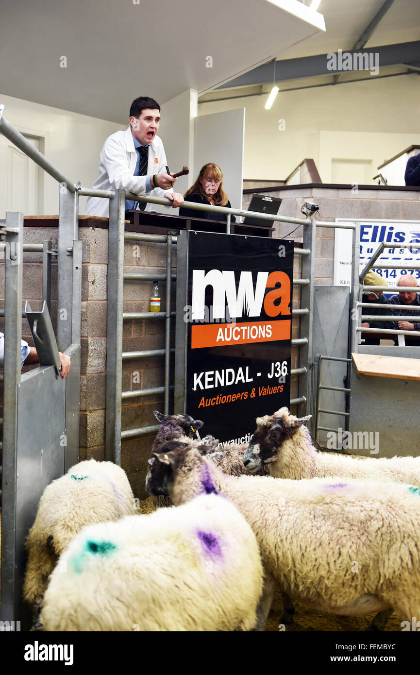 Auctioneer working at a Sheep Auction Mart, Kendal, Cumbria Stock Photo ...