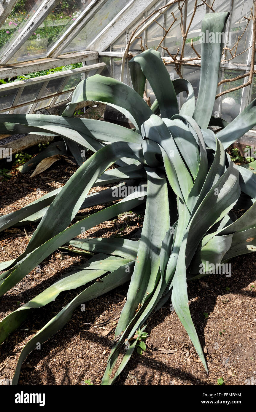 Strange colour hi-res stock photography and images - Alamy