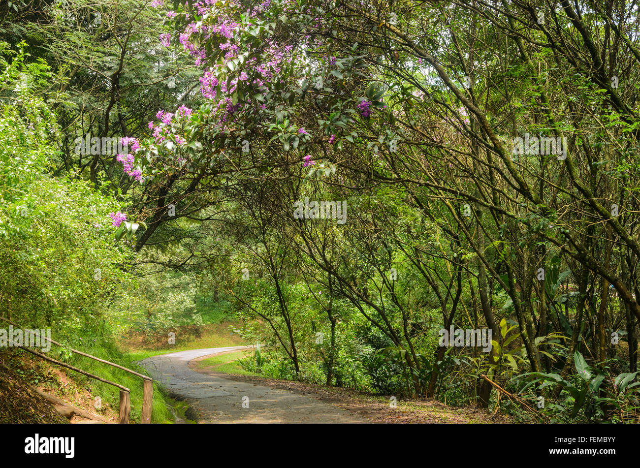 Footpath between trees hi-res stock photography and images - Alamy