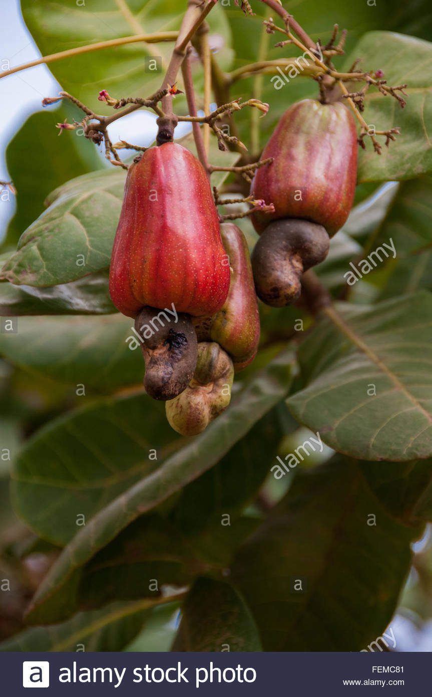 Cashew Plantation Stock Photos & Cashew Plantation Stock Images - Alamy